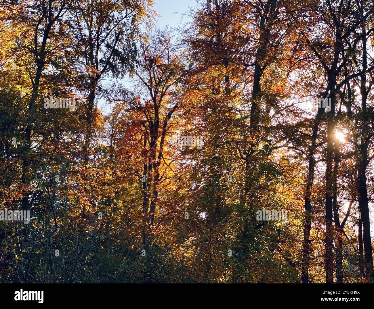 Autumn colours in german forests Stock Photo - Alamy