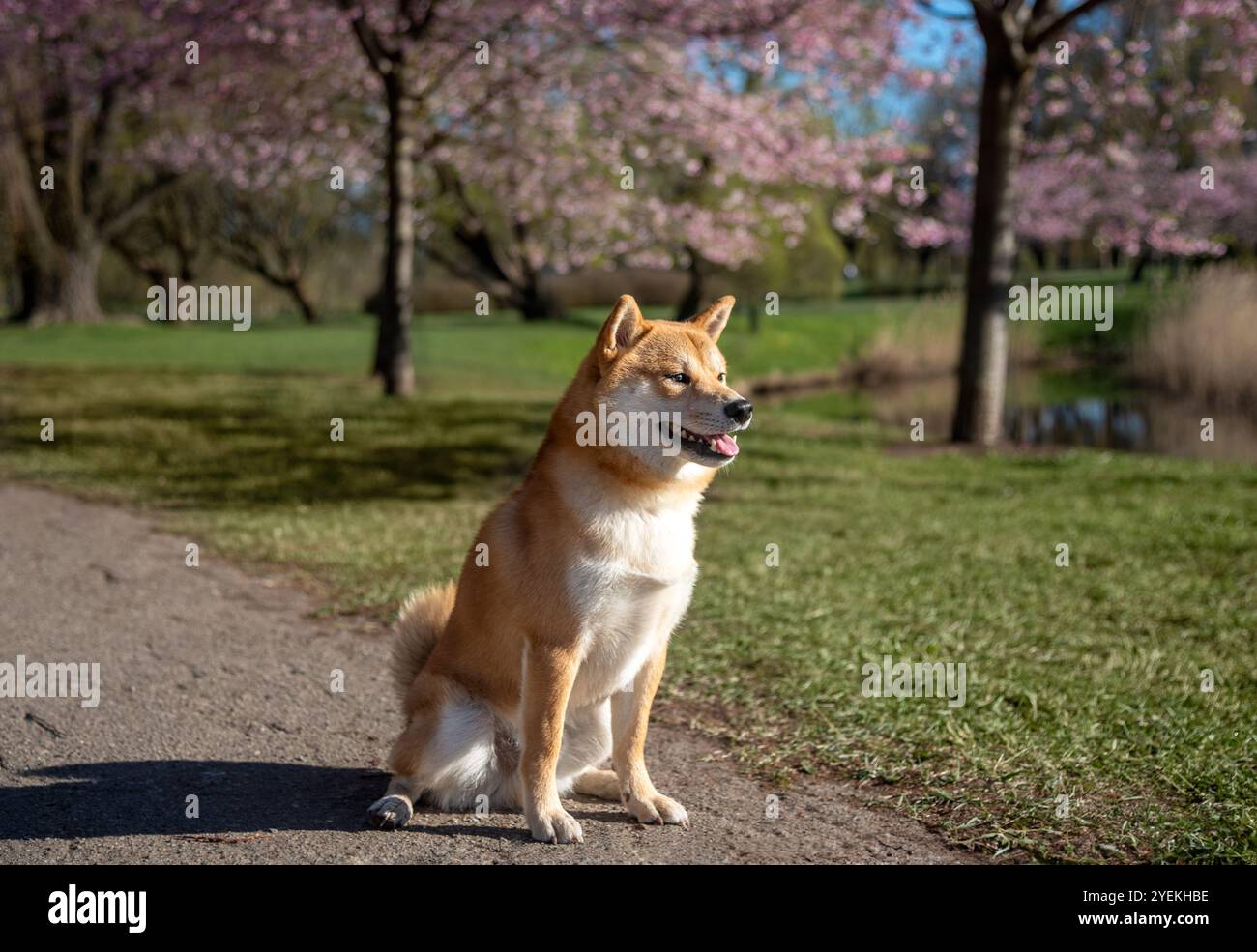 Shiba inu dog relaxing on the park during cherry blossom on sunny ...