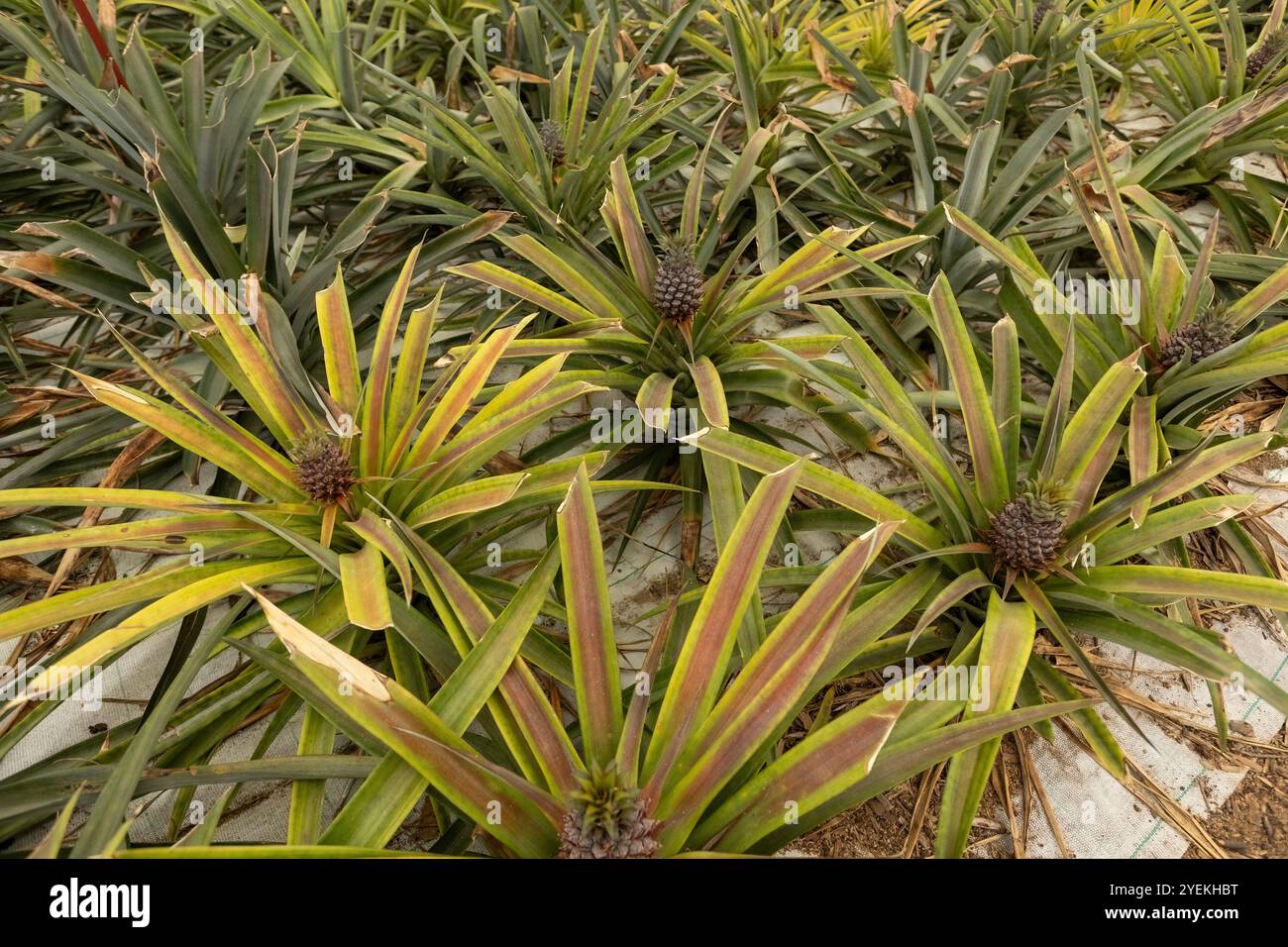 Pineapple cultivation plantation on pineapple fruit growing close up ...
