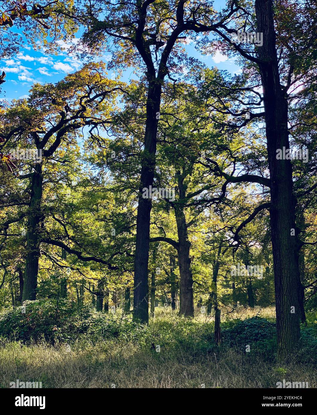 German vibes hi-res stock photography and images - Alamy