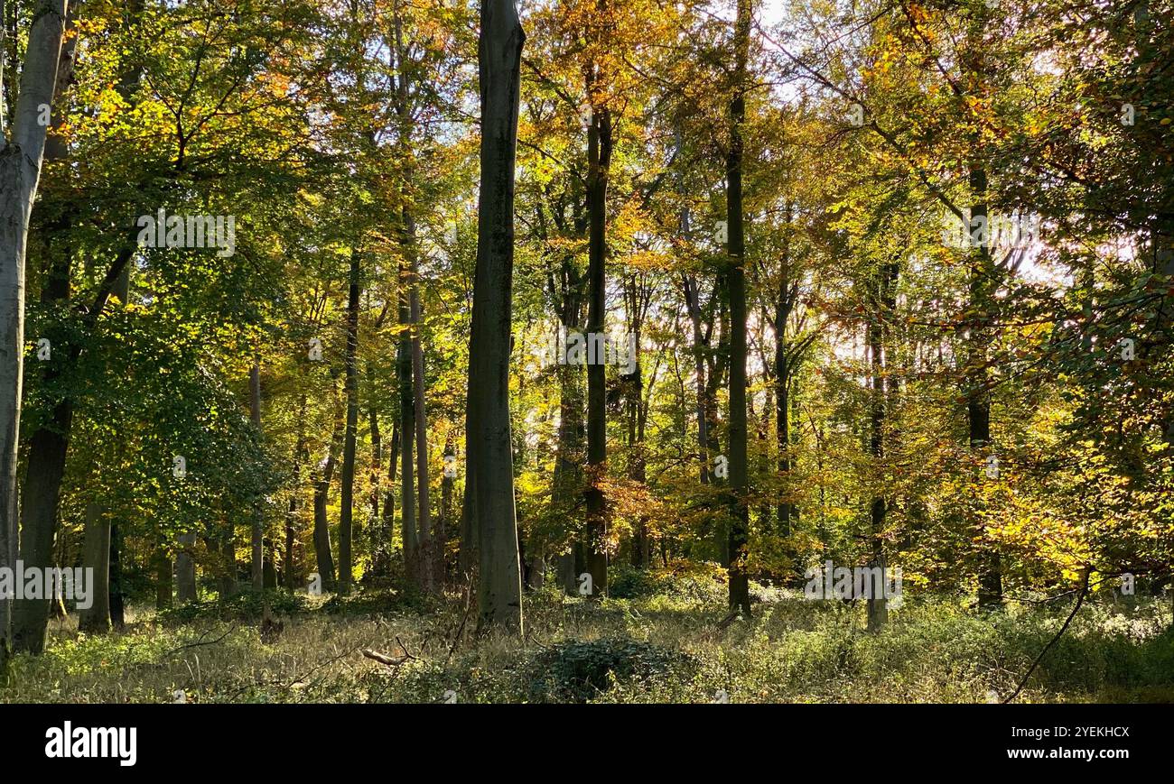 Autumn colours in german forests Stock Photo - Alamy