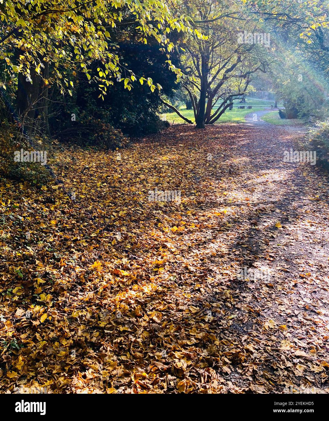 Autumn colours in german forests Stock Photo - Alamy