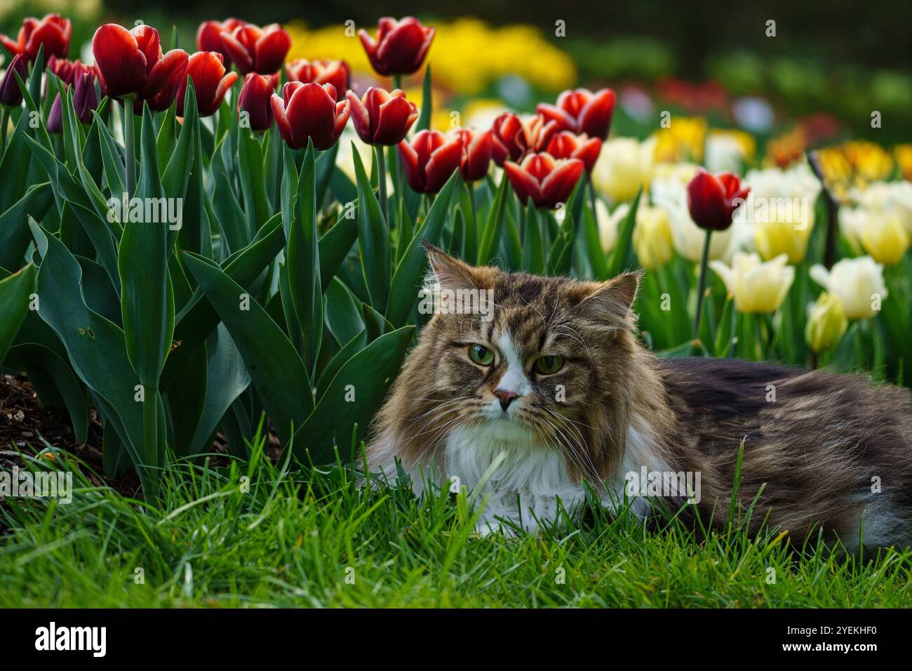 Lush green garden cat hi-res stock photography and images - Alamy