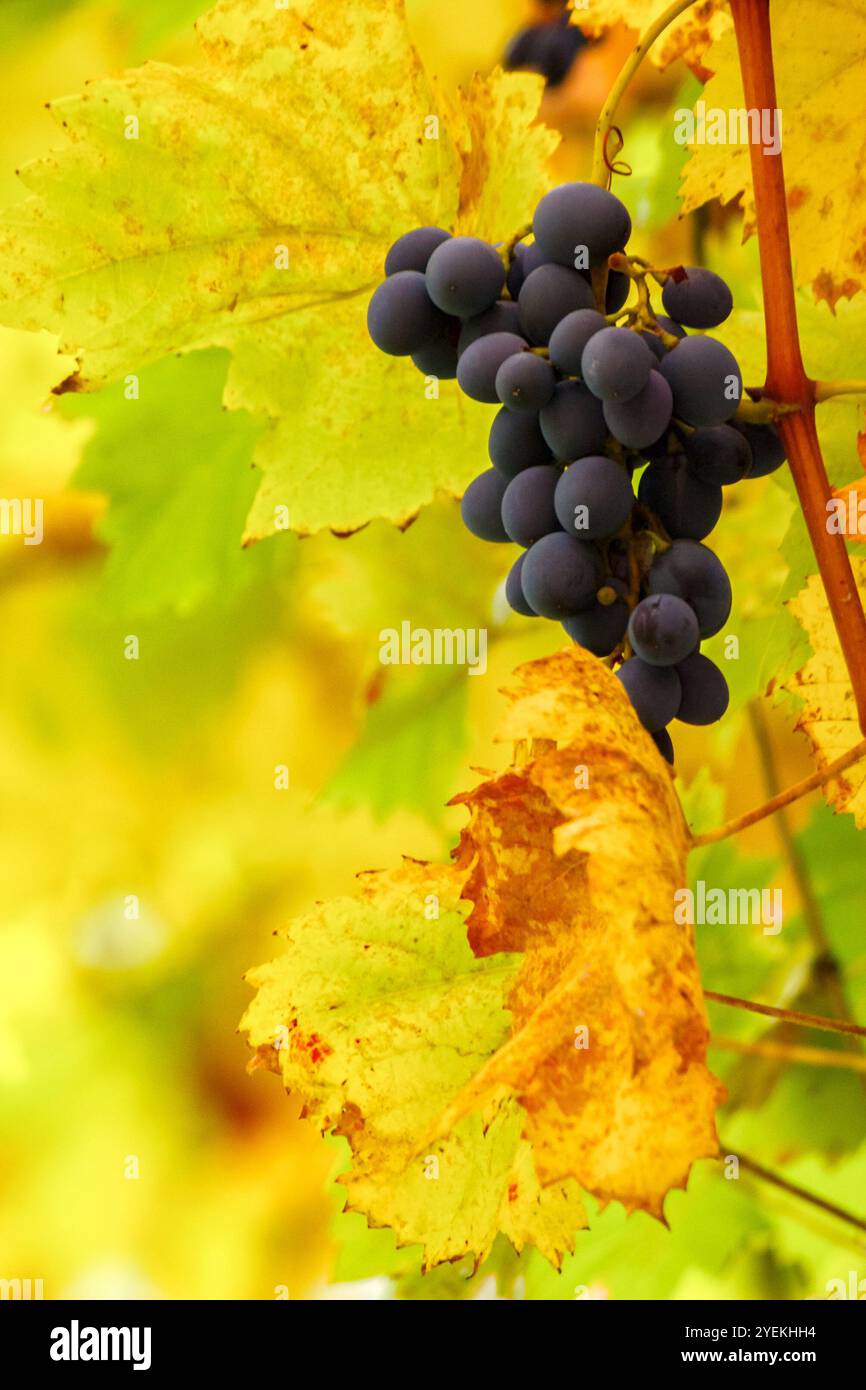 Grapes season hi-res stock photography and images - Alamy