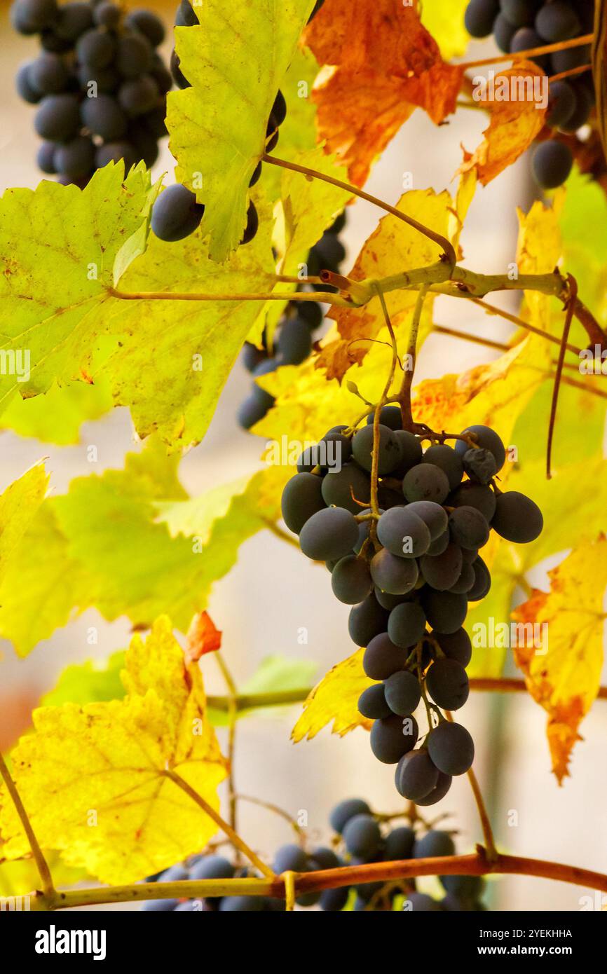 grapes hanging on the vine. ripe berry closeup. harvest season. autumn ...