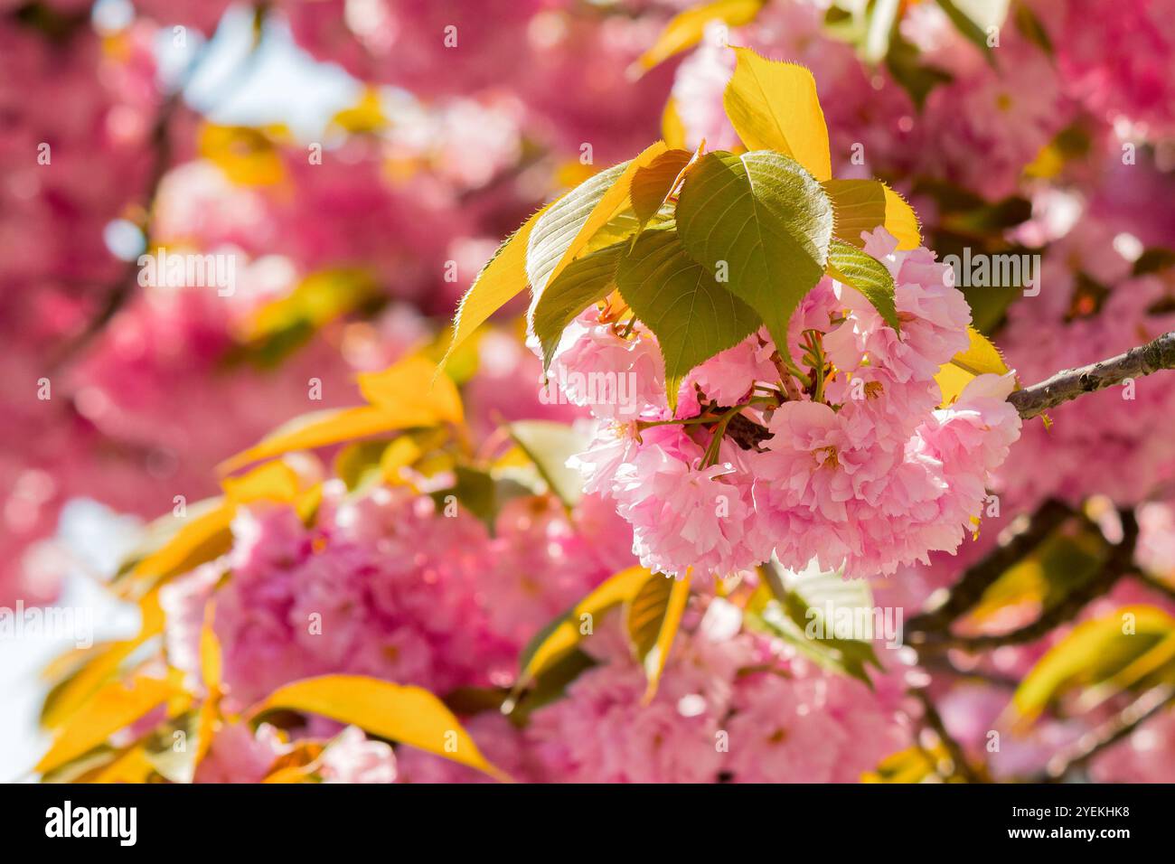 twig of sakura in pink blossom. hanami japanese cuture. sunny day ...