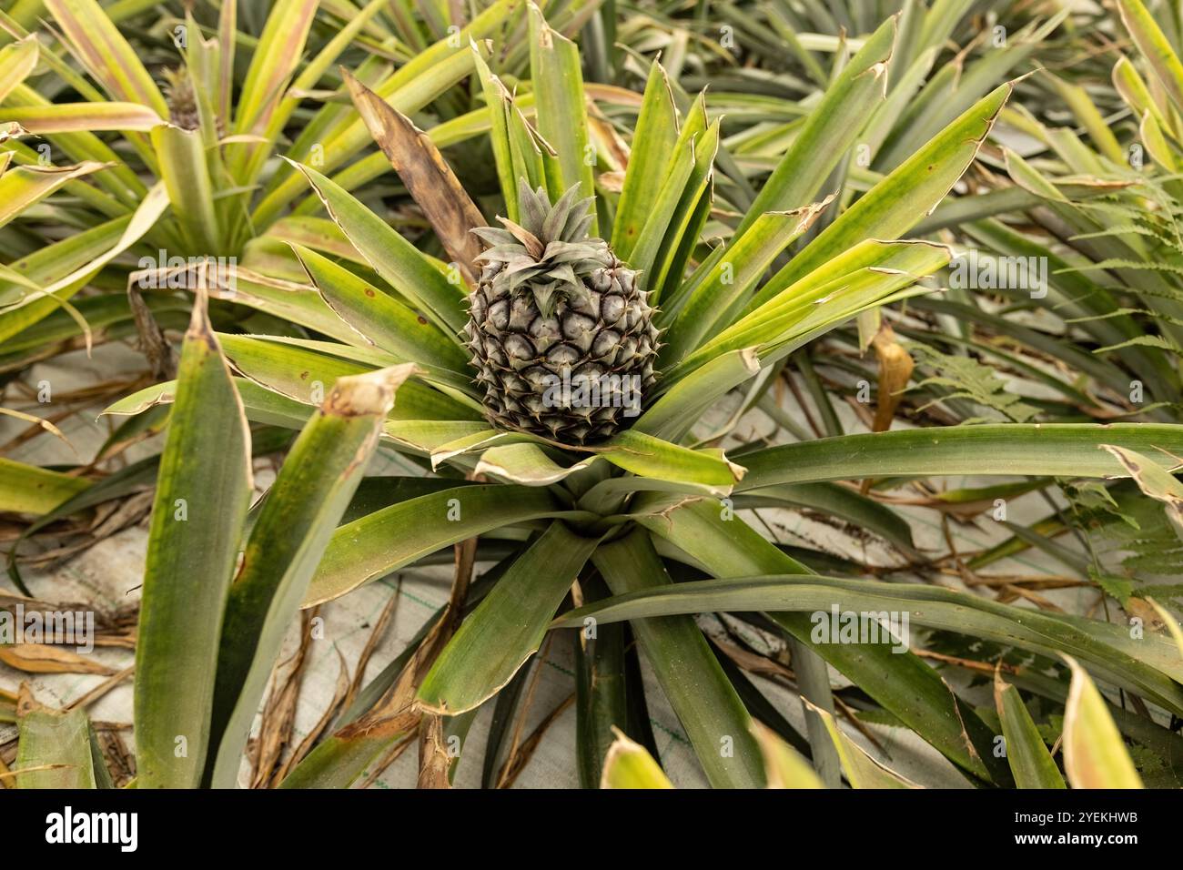 Pineapple cultivation plantation on pineapple fruit growing close up ...