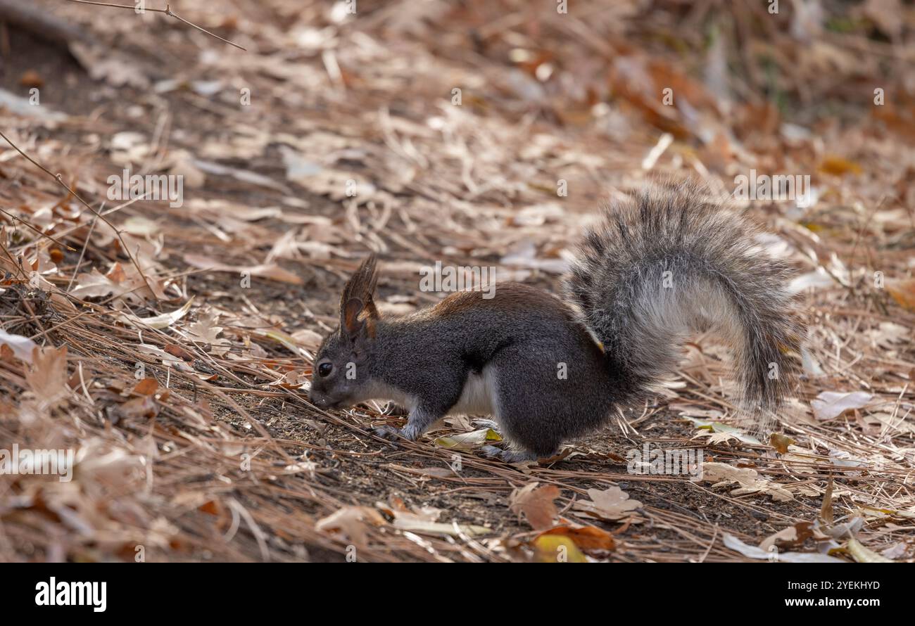 Abert's squirrel hi-res stock photography and images - Alamy