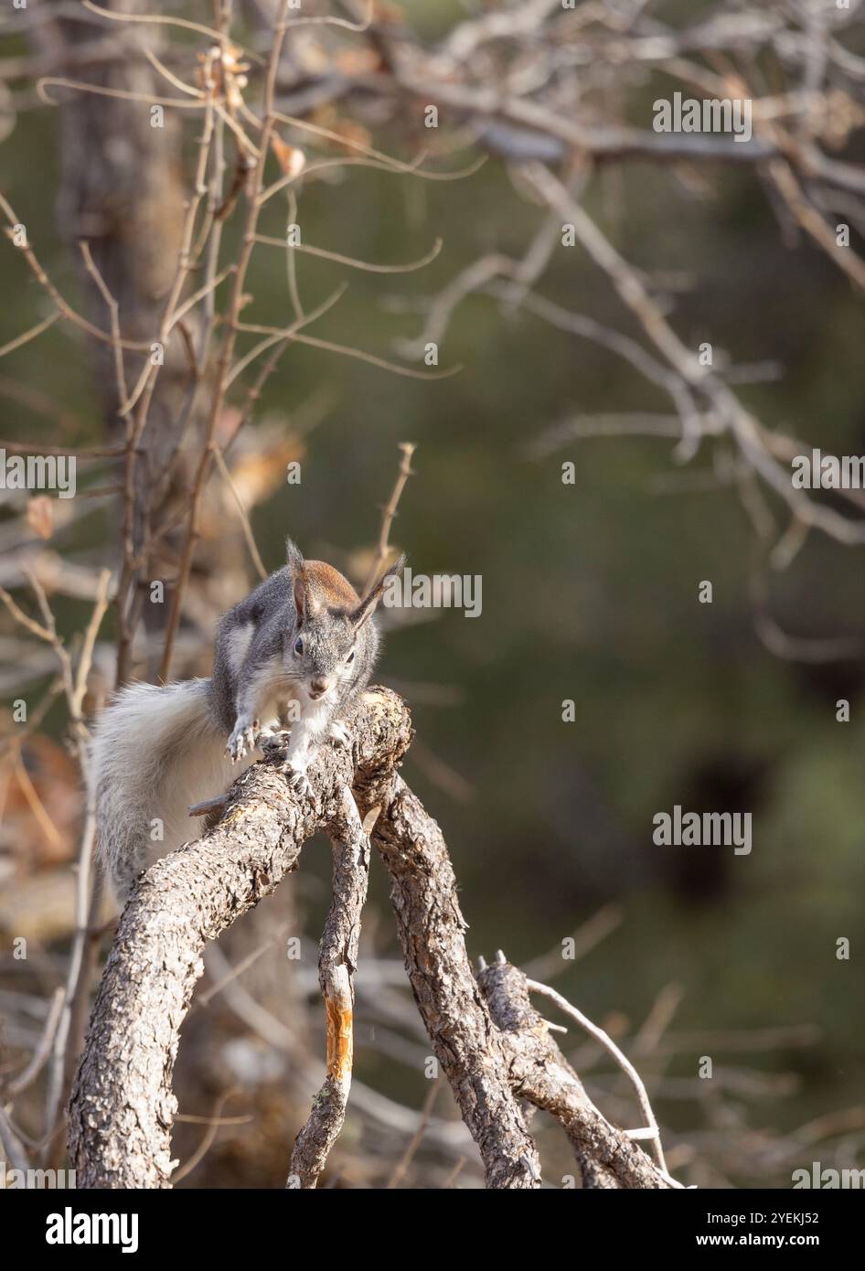 Abert's squirrel hi-res stock photography and images - Alamy
