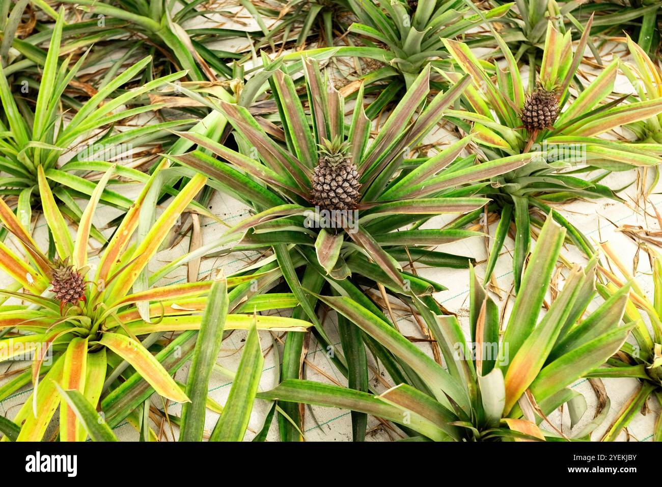 Pineapple cultivation plantation on pineapple fruit growing close up ...