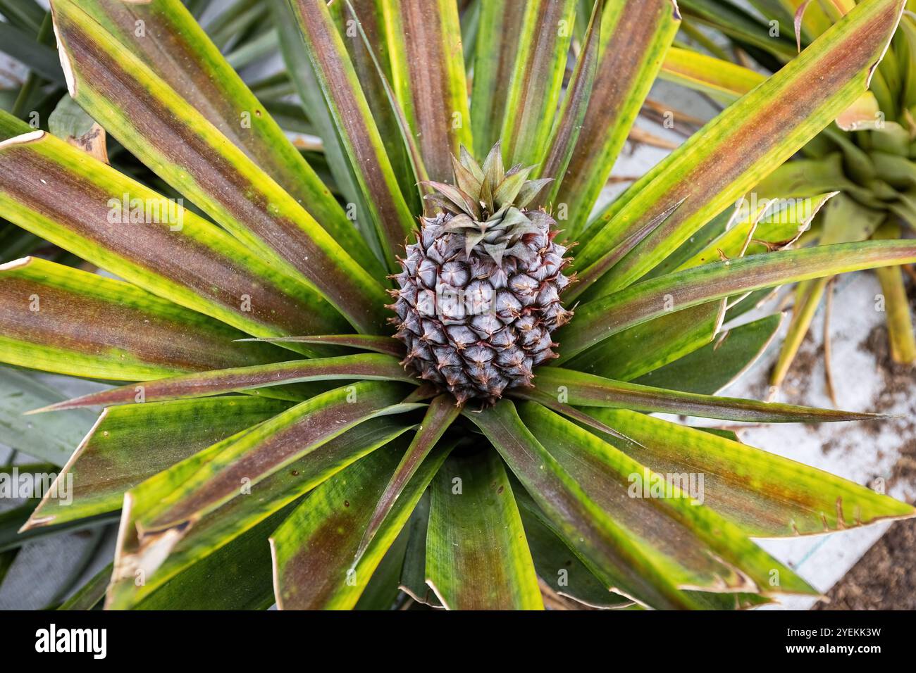 Pineapple cultivation plantation on pineapple fruit growing close up ...