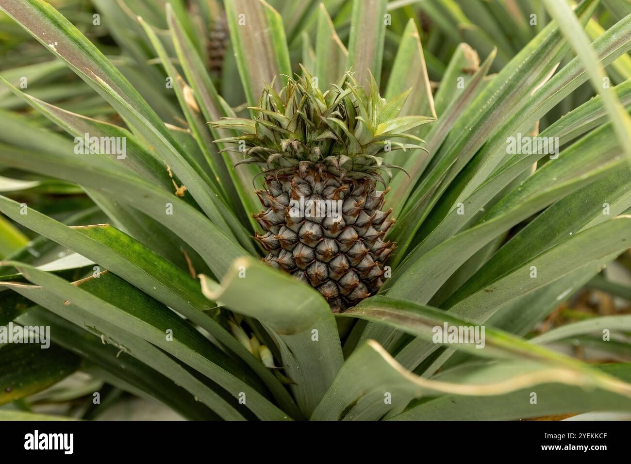 Pineapple cultivation plantation on pineapple fruit growing close up ...