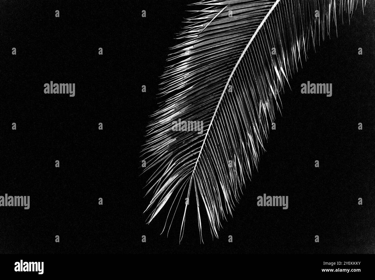 Minimal palm tree Black and White Stock Photos & Images - Alamy