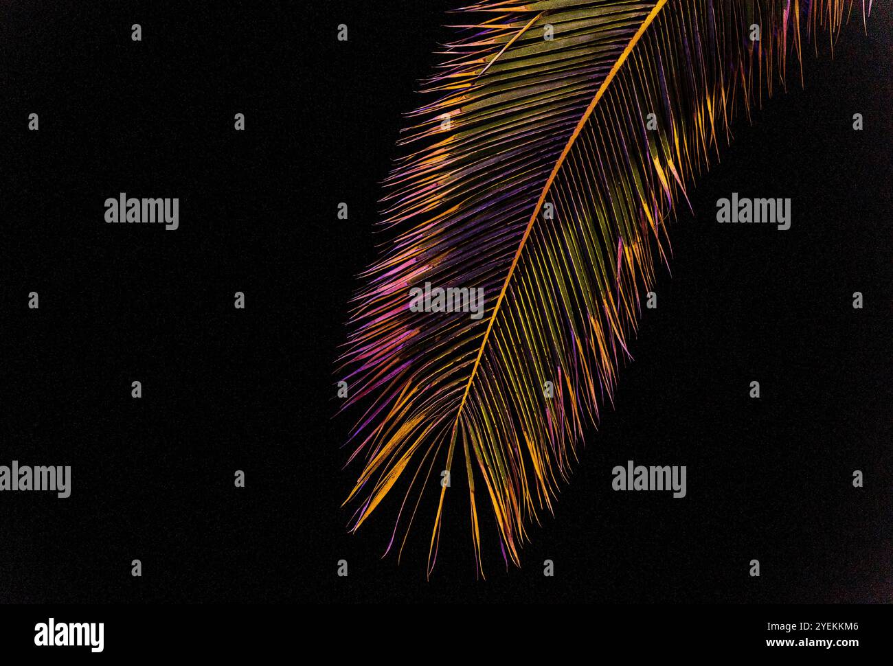 Palm Tree Branch Close-Up at Night. Dark , negative space Stock Photo ...