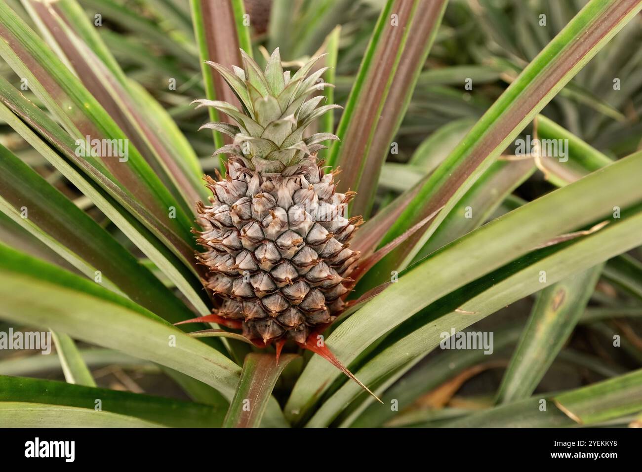 Pineapple cultivation plantation on pineapple fruit growing close up ...