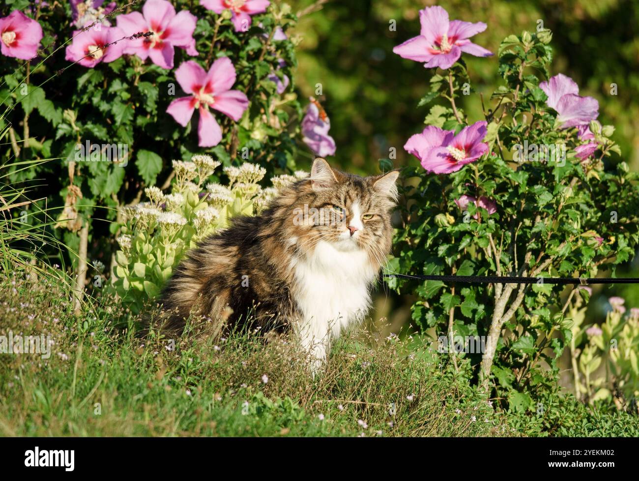 Siberian cat friend of man. Big cat in the garden. Detailed portrait ...