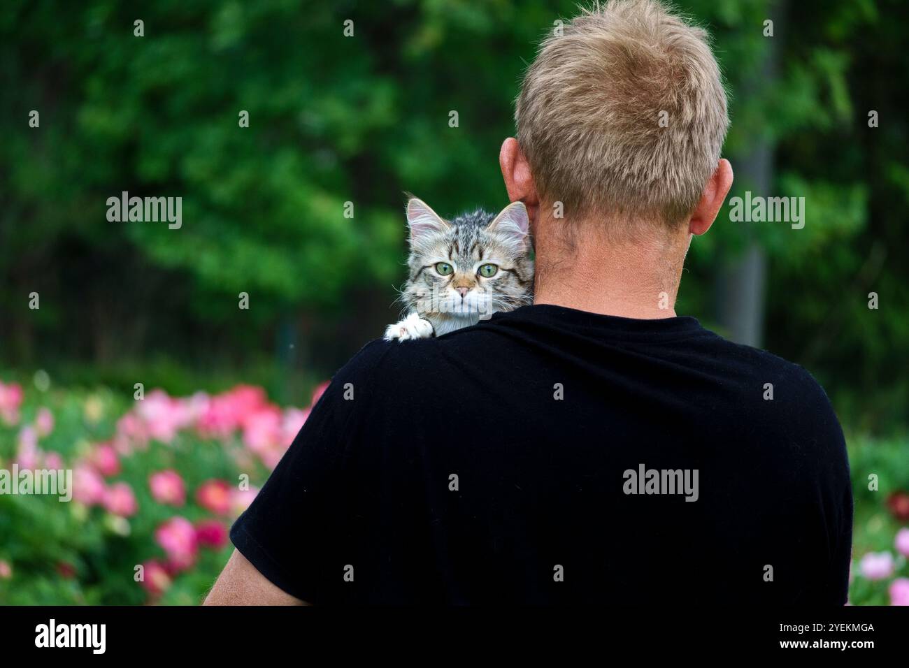 Man holding a small cat on his shoulder, back view, outdoor setting ...