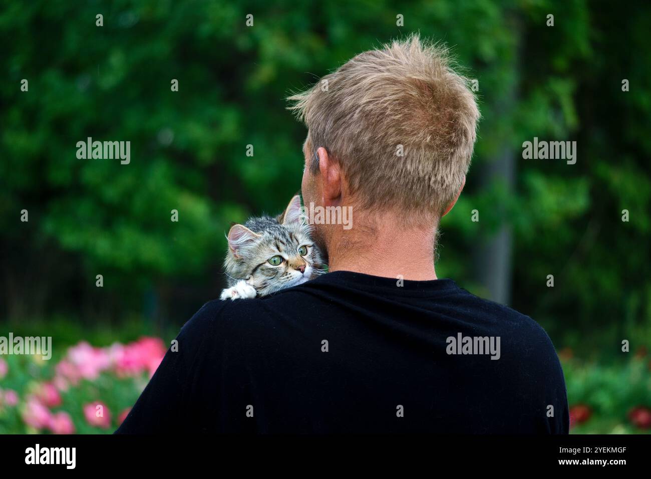 Man holding a small cat on his shoulder, back view, outdoor setting ...