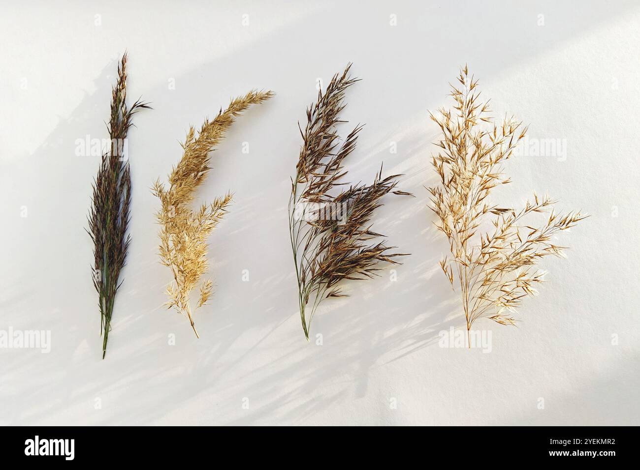 Four types of dried grass arranged on a white background, neutral tones ...