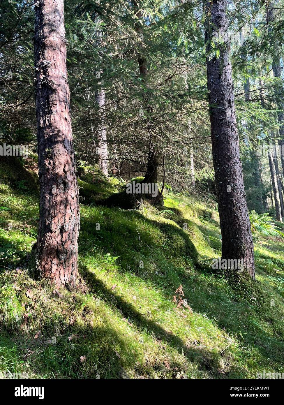 Scottish Nature Photographs Stock Photo - Alamy