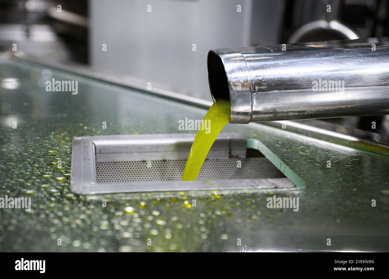 Kolymbari, Greece. 31st Oct, 2024. Olives are processed into olive oil ...