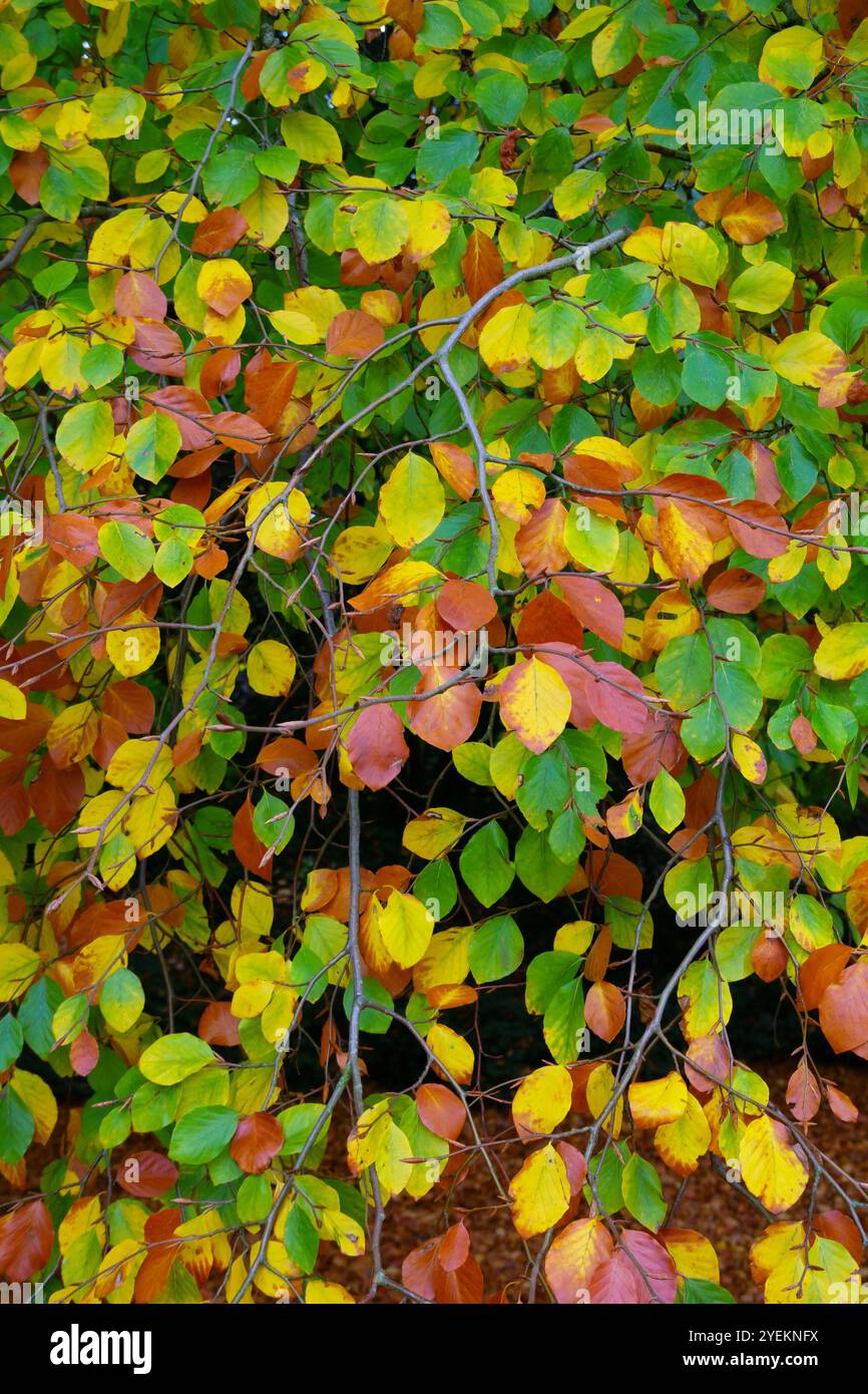 Witch hazel, hamamelis, yellow, orange and green autumn leaves Stock ...