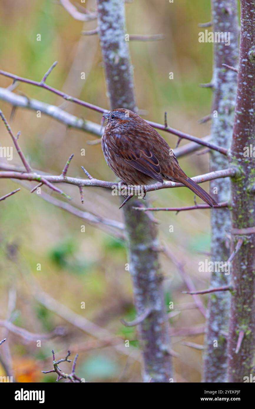 Song sparrow bird canada hi-res stock photography and images - Alamy