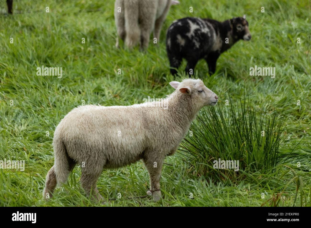 Flock sheep grazing on rolling hi-res stock photography and images - Alamy