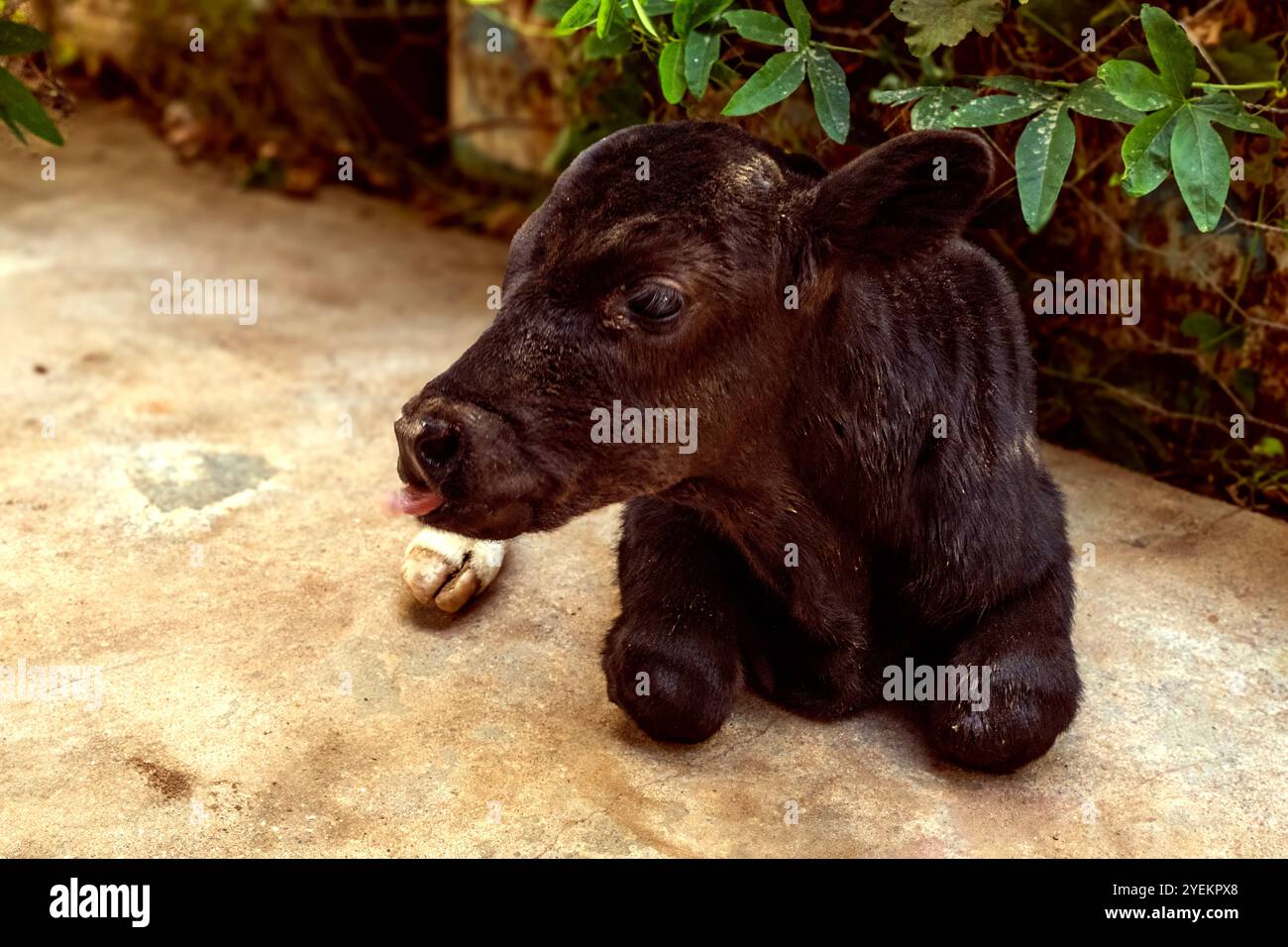 Fattening farms hi-res stock photography and images - Alamy