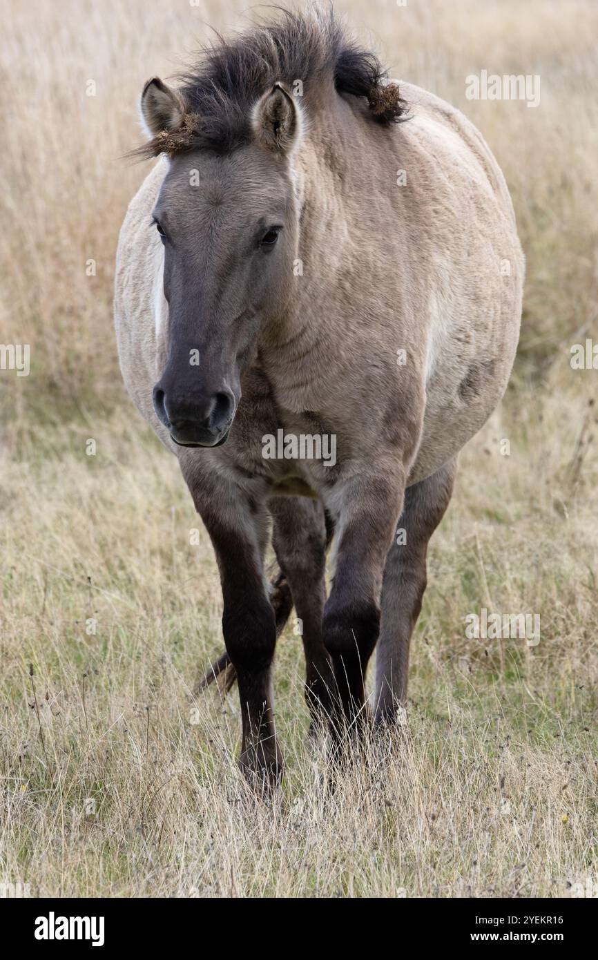 Konik Pony (Equus ferus caballus) Norfolk October 2024 Stock Photo - Alamy