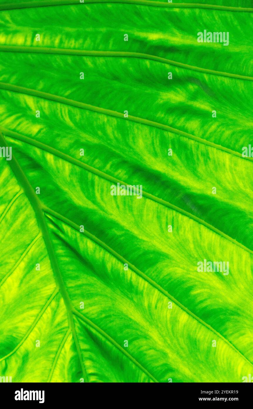 Closeup of tropical green leaf texture growing in rainforest in ...