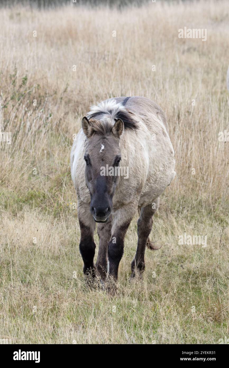 Konik Pony (Equus ferus caballus) Norfolk October 2024 Stock Photo - Alamy