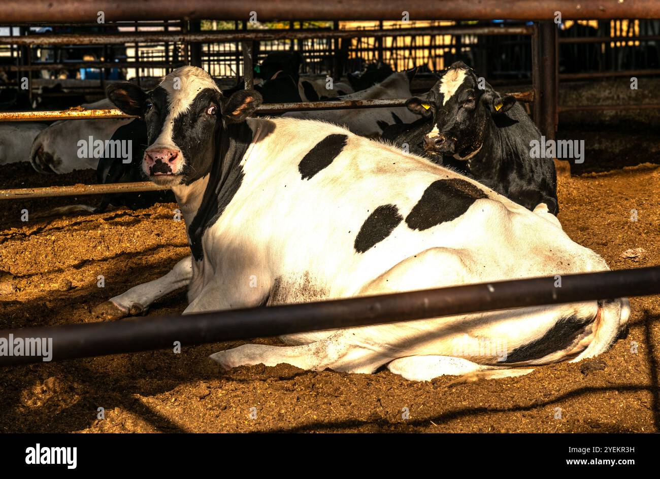 cattle raised on fattening farms for meat and milk Stock Photo - Alamy