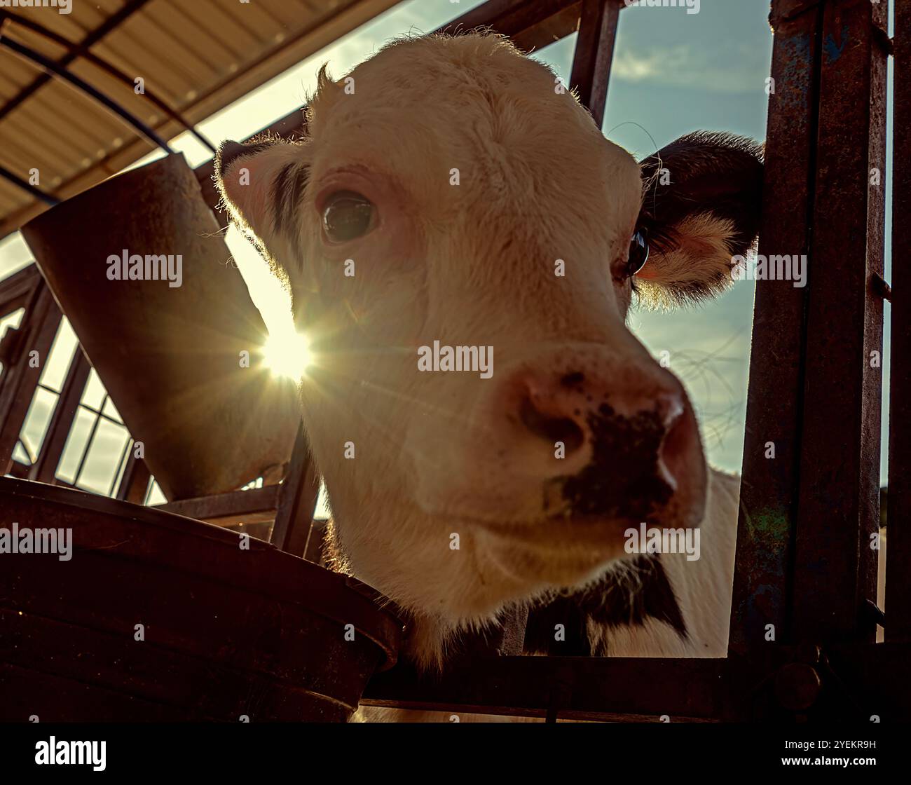 cattle raised on fattening farms for meat and milk Stock Photo - Alamy
