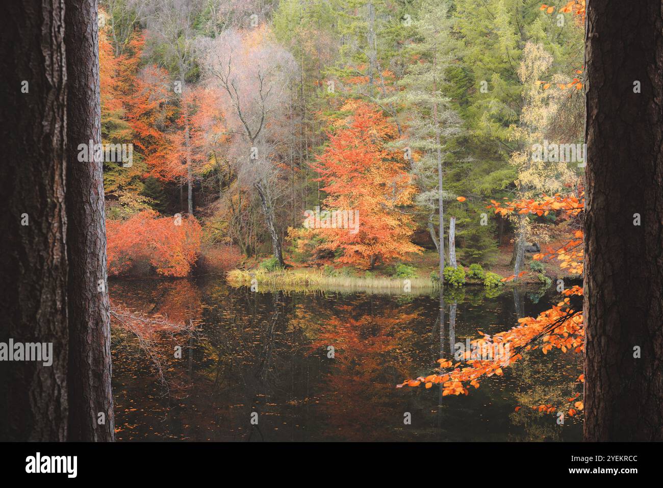 A vibrant autumn tree reflects on the still waters of Loch Dunmore in ...