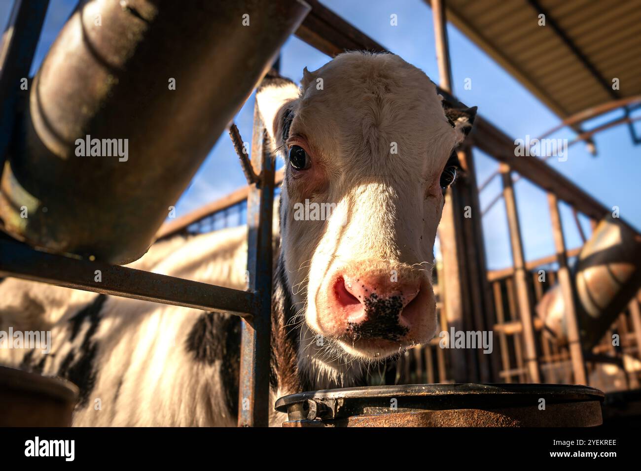 cattle raised on fattening farms for meat and milk Stock Photo - Alamy