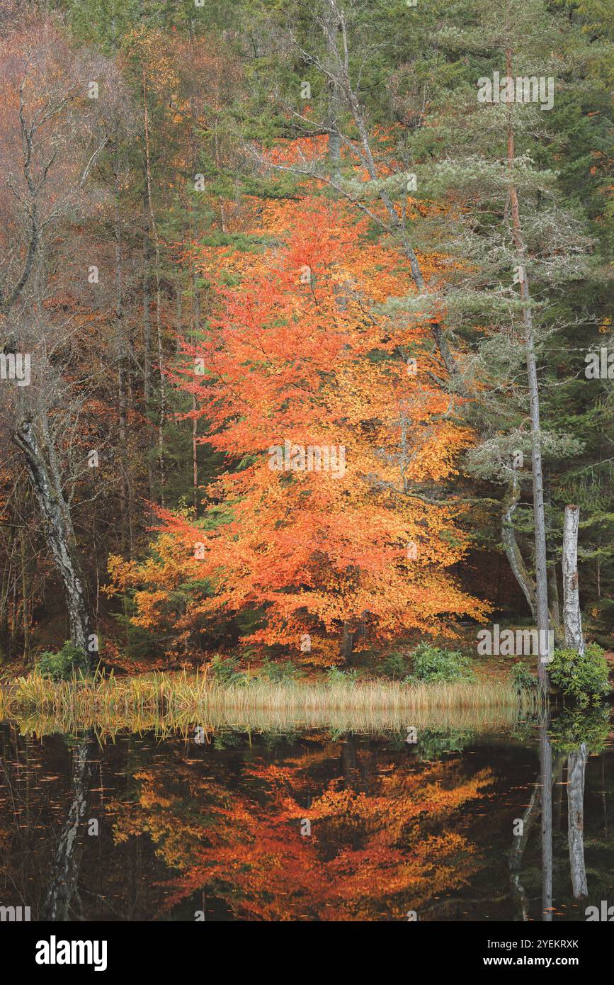 A vibrant autumn tree reflects on the still waters of Loch Dunmore in ...