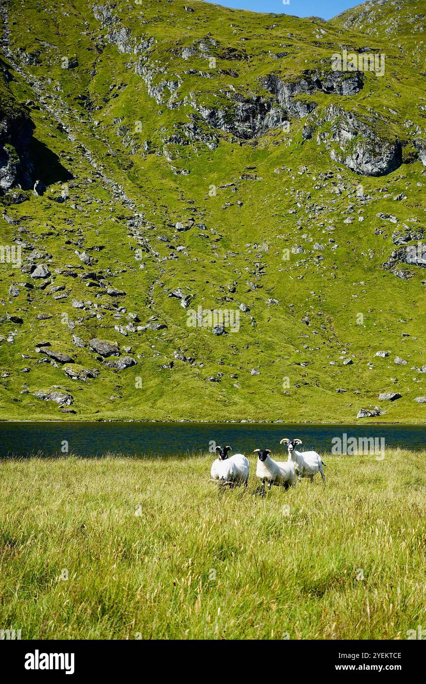 Three sheep smiling into camera in Scottish highlands Stock Photo - Alamy
