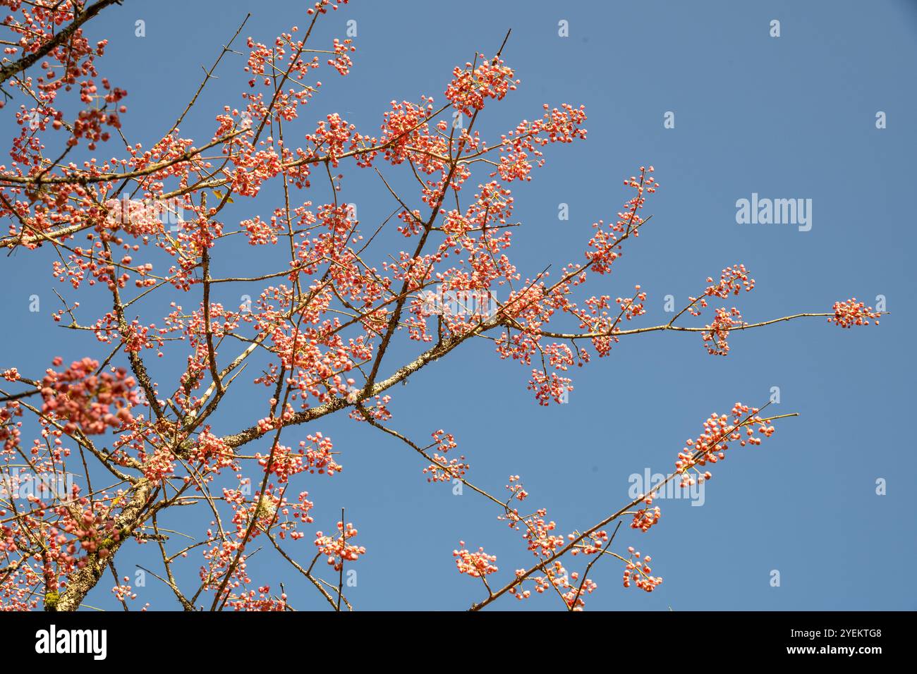 Hamiltons spindletree hamiltons spindle tree hi-res stock photography ...