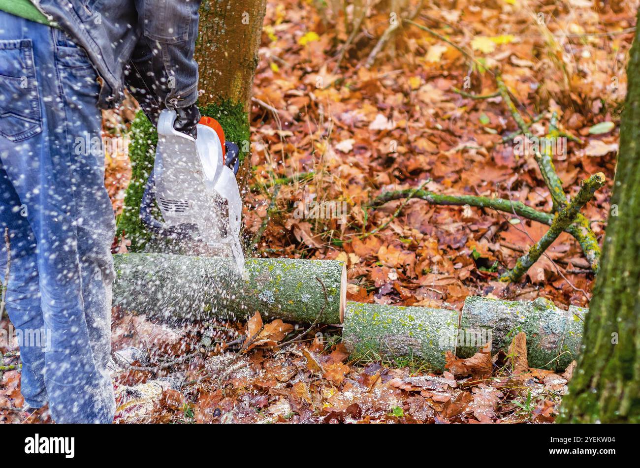 Forestry Worker with Chainsaw - Lumberjack Felling Tree in Sustainable ...