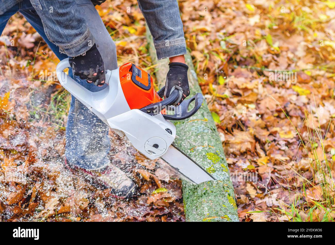 Rugged Lumberjack with Chainsaw Cutting Tree Trunk in Forest - Forestry ...