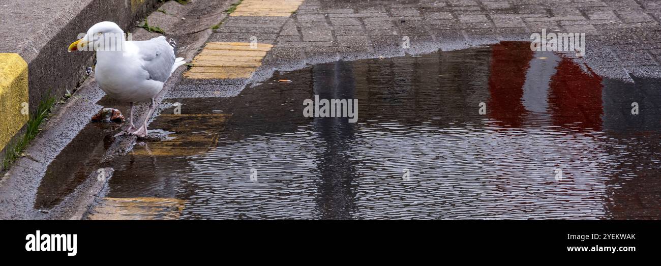 Seagull play on the pool street Stock Photo - Alamy