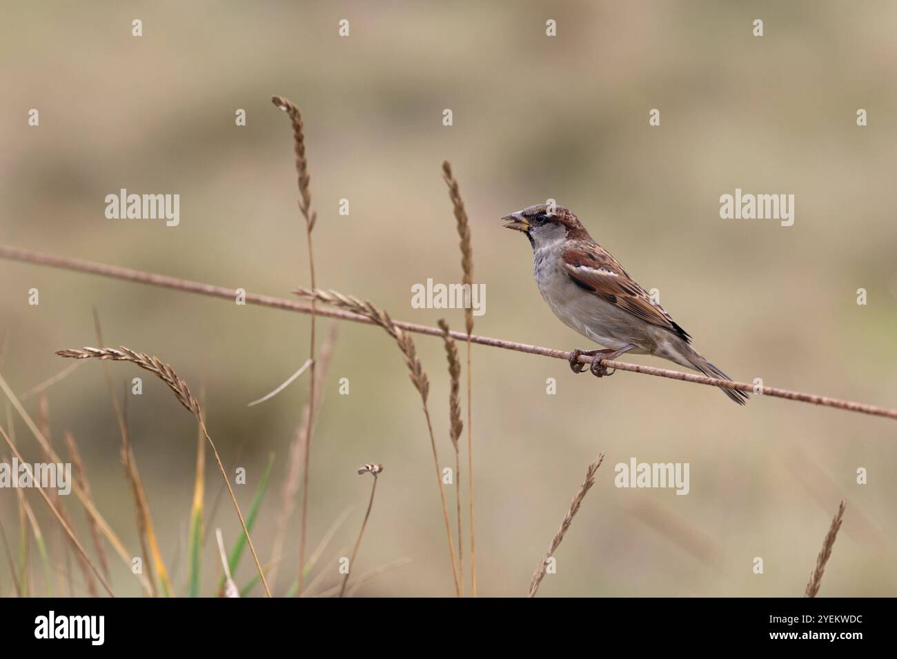House Sparrow (Passer domesticus) male eating grass seeds perched on ...
