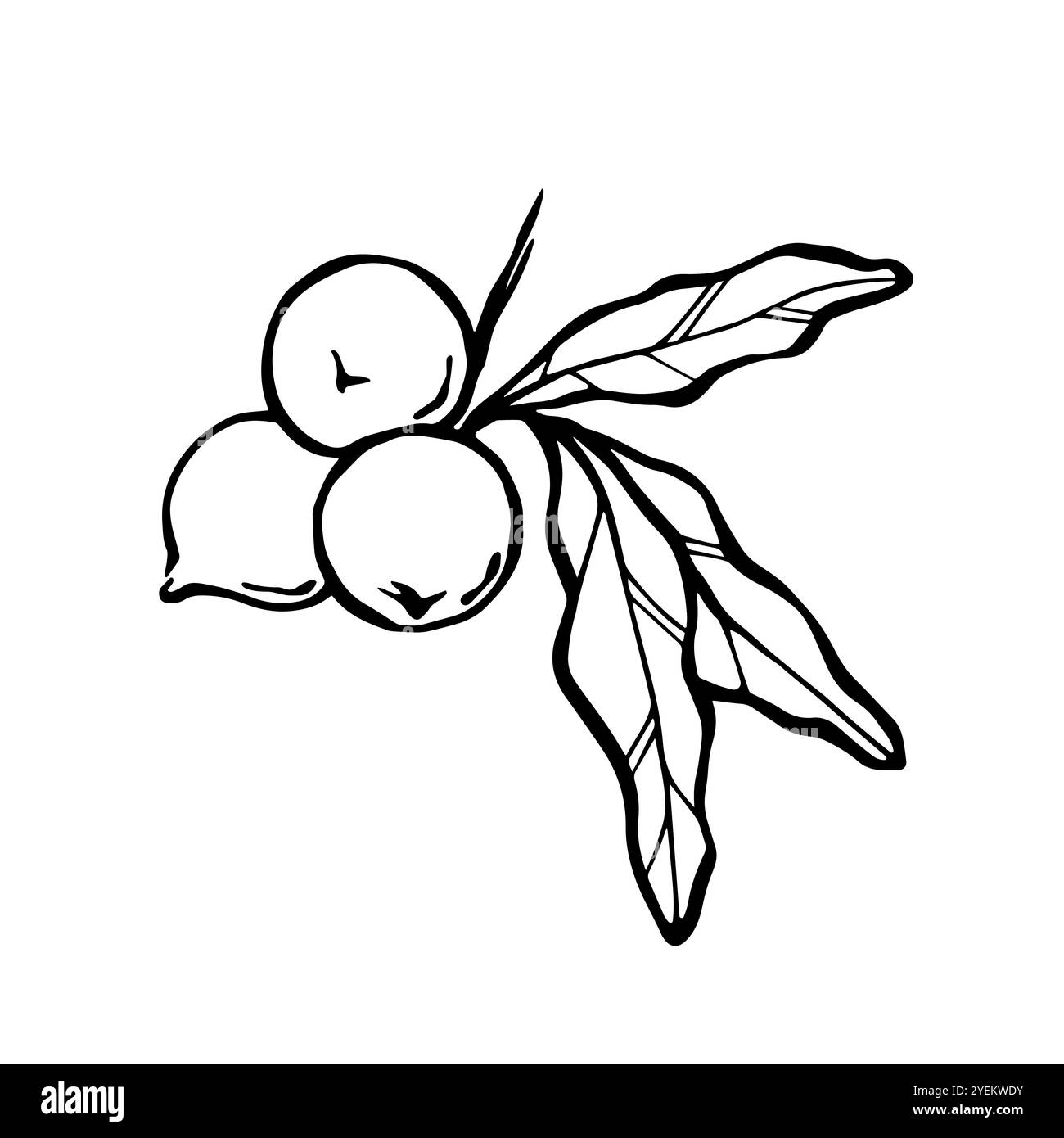 Macadamia nuts outline vector drawing. Nuts on branch with leaves black ...