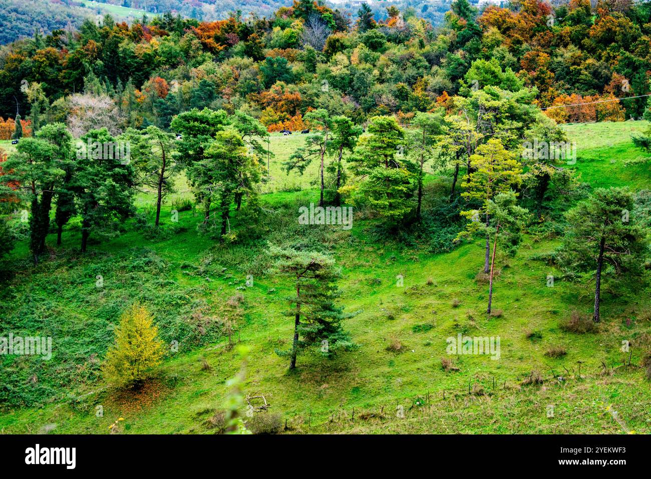 Bosco in lessinia hi-res stock photography and images - Alamy