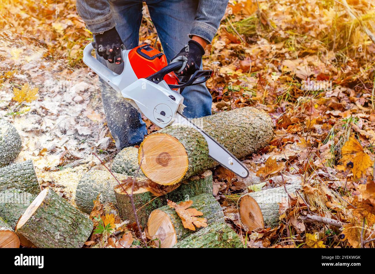 Rugged Lumberjack with Chainsaw Cutting Tree Trunk in Forest - Forestry ...