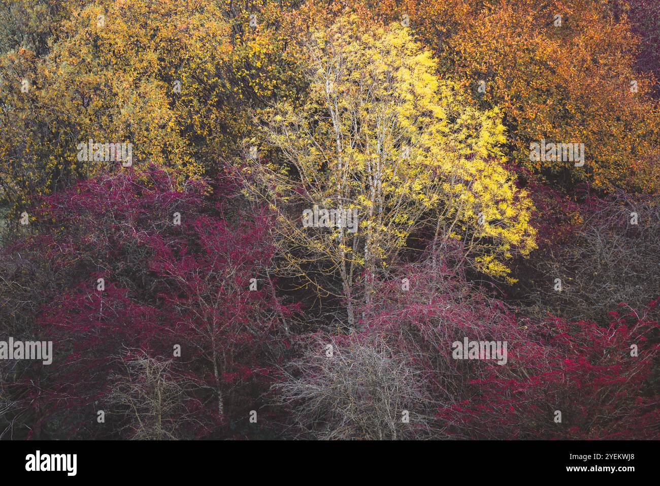 A vibrant tapestry of autumn colors in a Scottish woodland, with ...