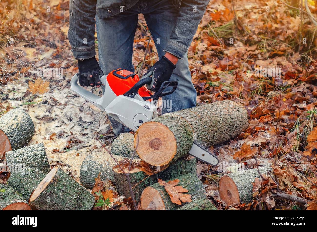 Forestry Worker with Chainsaw - Lumberjack Felling Tree in Sustainable ...