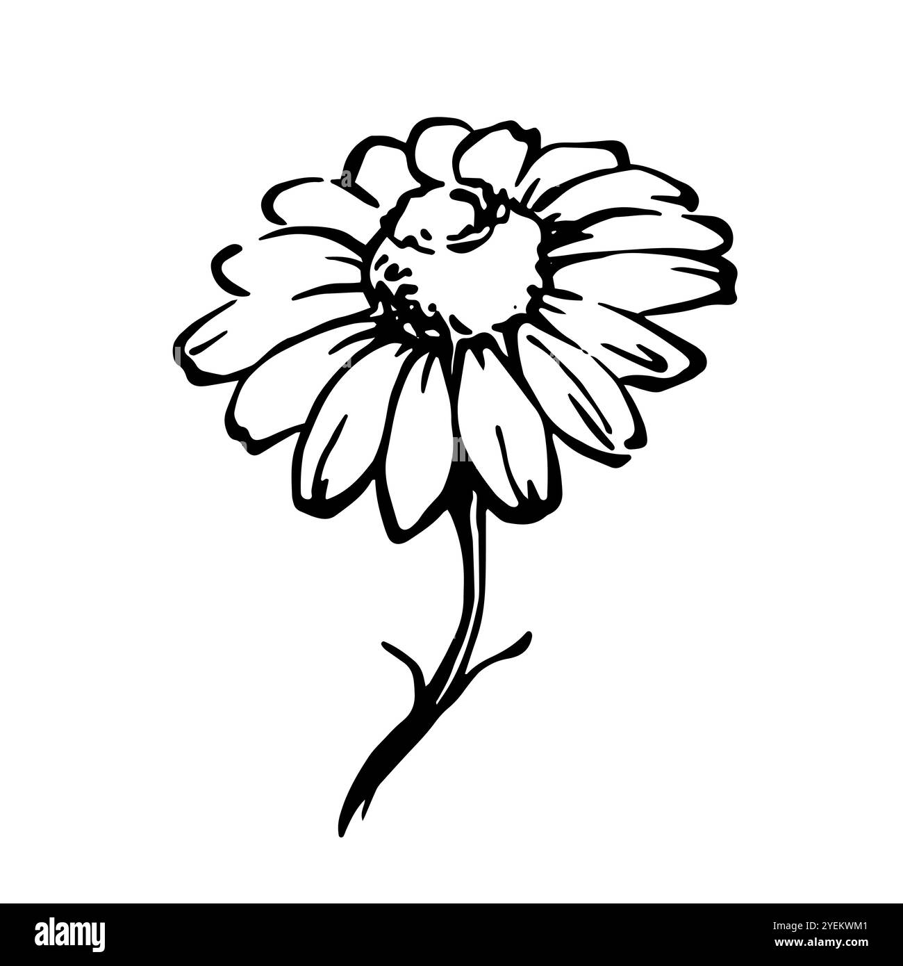 Hand drawn chamomile flower. Ink line botanical sketch. Vector ...