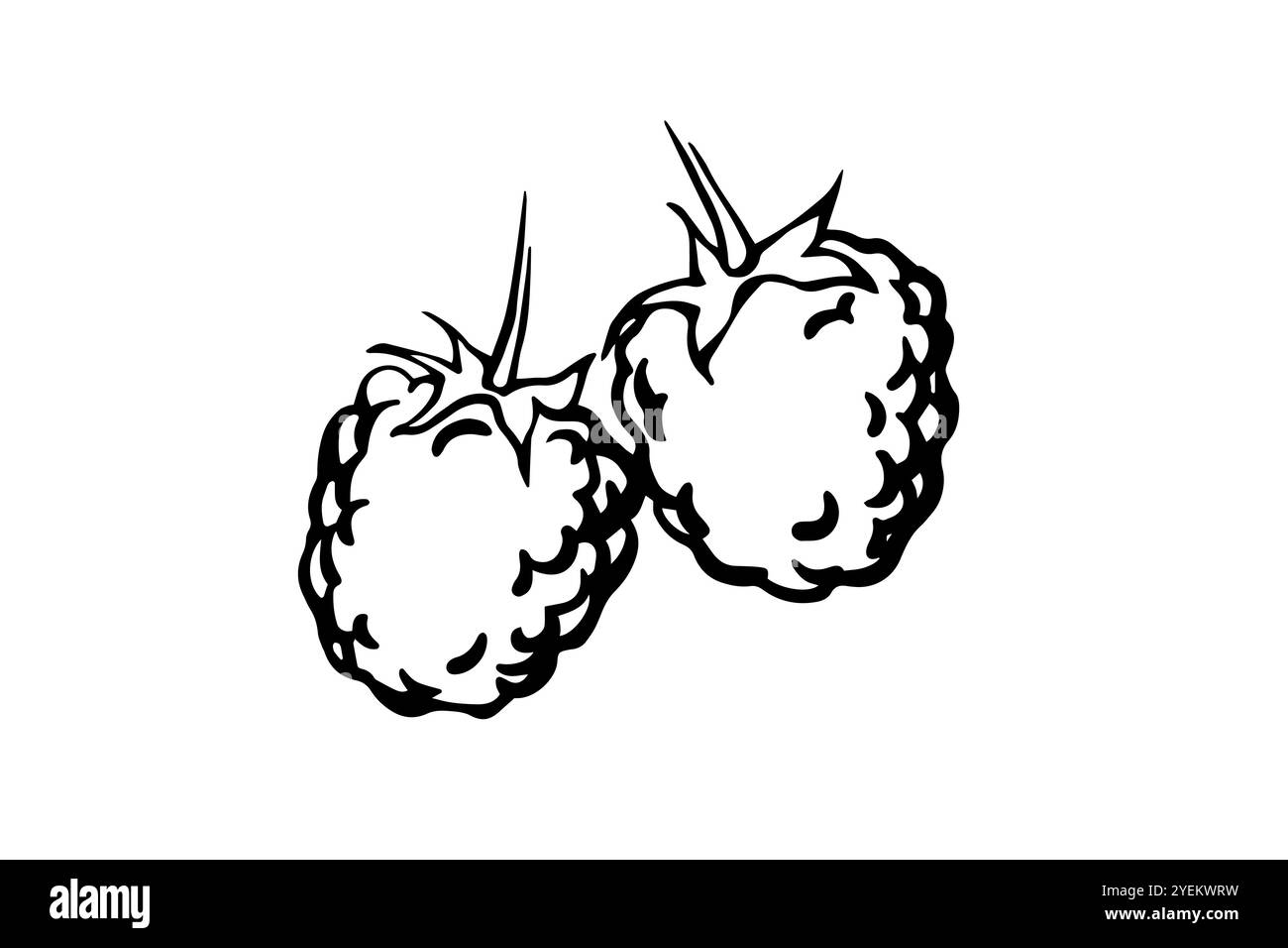 Raspberry hand drawn outline doodle monochrome vector illustration ...